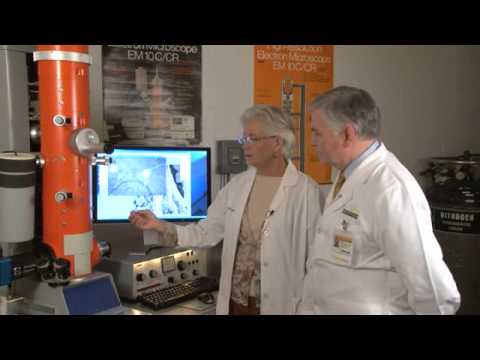 Electronmicroscopy with Sherry Vinsant