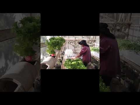 #215| Sowing Olmetie Batavia Lettucešš| PURE`s