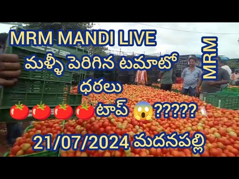21/07/2024 Madanapalli tamoto market #MRM🍅🍅🍅today prices ₹1600