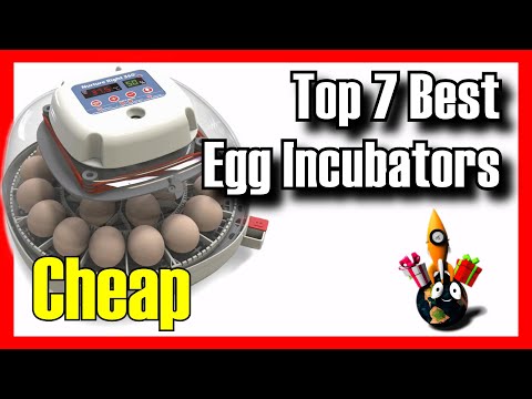 🔥🥚  TOP 7 BEST Budget Egg Incubators on Amazon [2025]✅[Cheap] Chicken / Quail / Duck /For Beginners