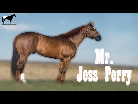 "Mr. Jess Perry" El Mejor Semental Cuarto De Milla De Carreras 🐴-Del Cerro Soy