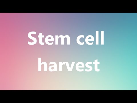 Stem cell harvest - Medical Meaning and Pronunciation