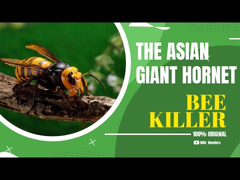 Vespa Mandarinia: The Orange-Headed Monster that Feeds on Honeybees