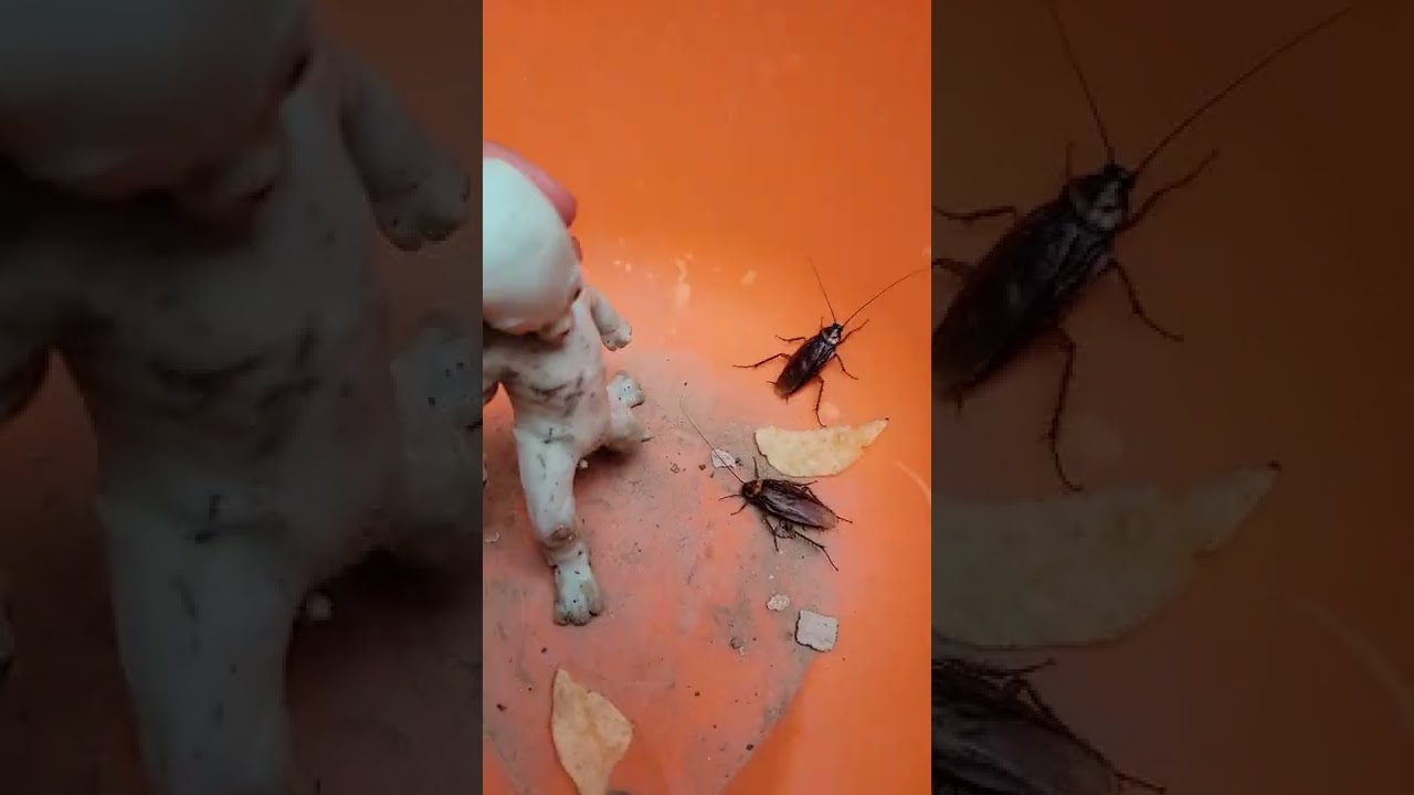 Juancha tiene Novio #insectos #novios #animales #marcianito