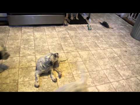 Paint River’s Llewellin Setter puppies from the The Cameras litter ...