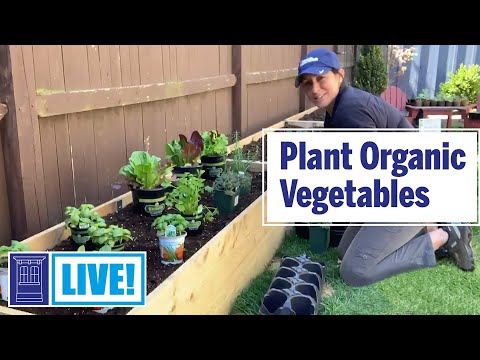 How to Plant Organic Vegetables | This Old House: Live