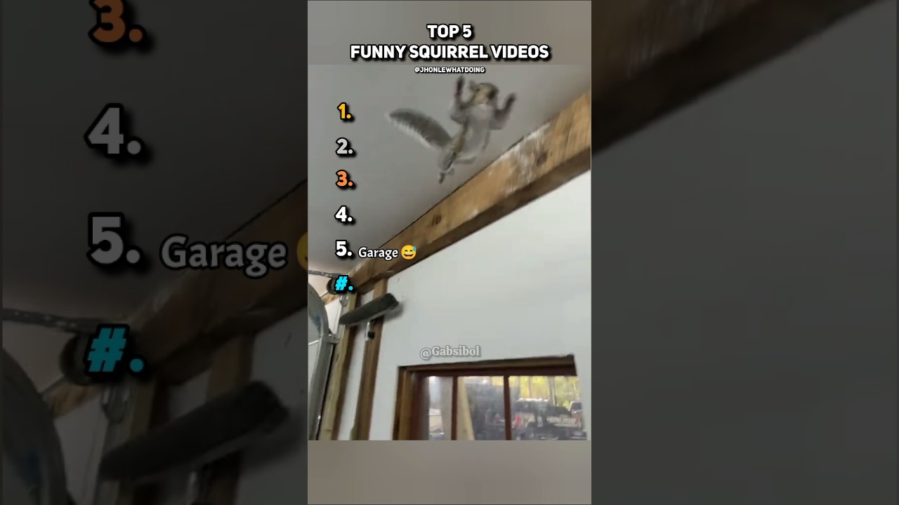 Ranking The Top 5 Funny Squirrel Videos #shortsviral