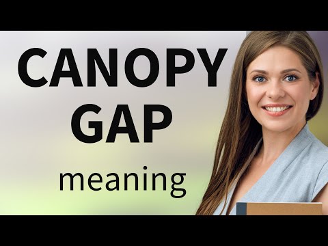 Unveiling the Forest's Secrets: Understanding "Canopy Gap"
