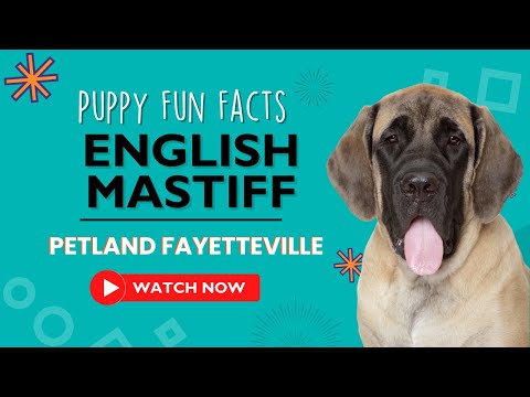 Everything you need to know about English Mastiff puppies!