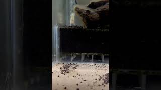 DSP - Death Shrimp Powder | Krevetarko.cz | Vše pro krevetky