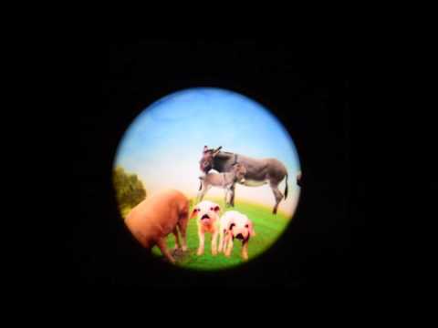 Magnetic Wheel Farm Animals | Sensory Projection Effects