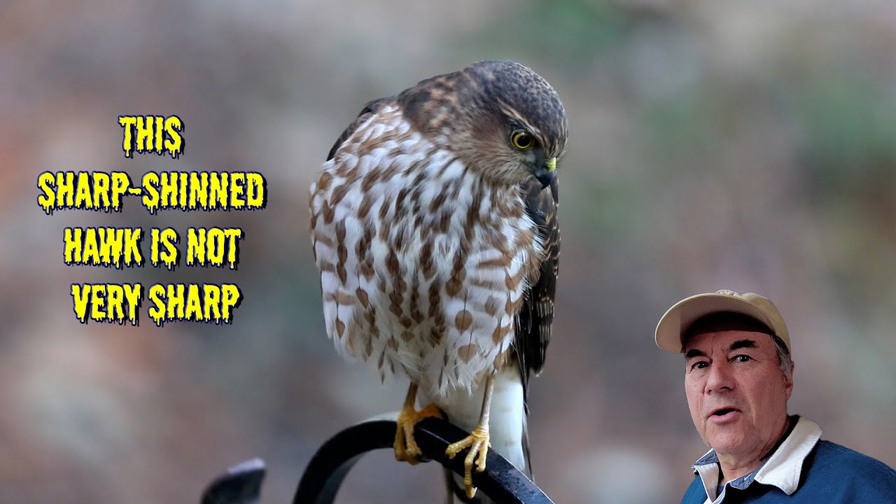 Sharp-shinned Hawk - YOUNG and DUMB