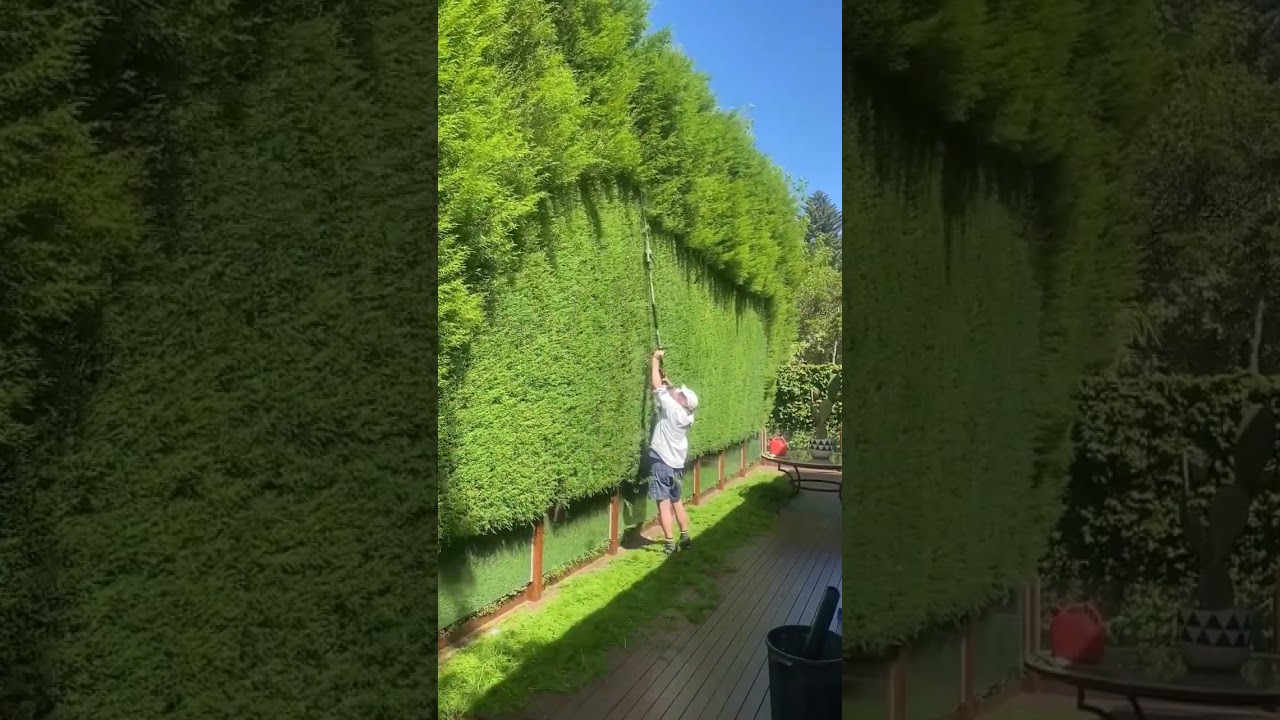 Straight cuts on this giant conifer hedge 🌿✂️ What a way to finish last week ----