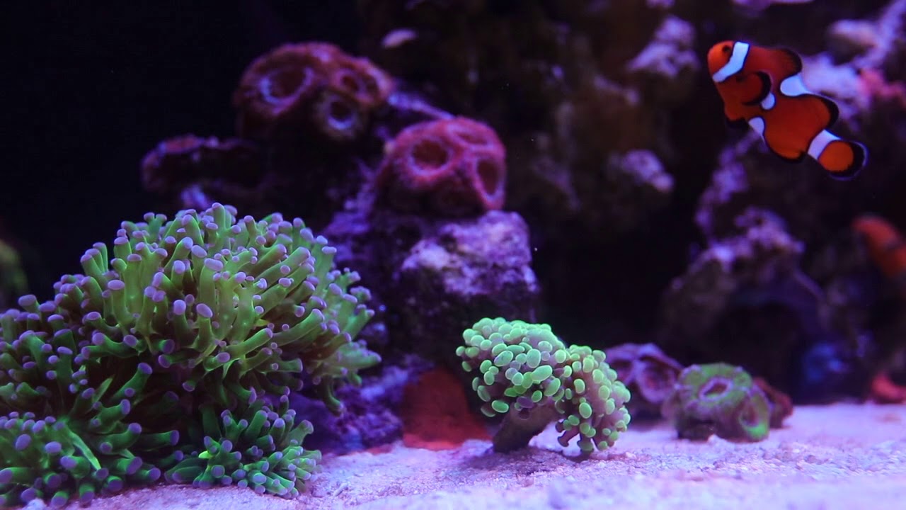 OSA Services | Aquarium Design & Installation