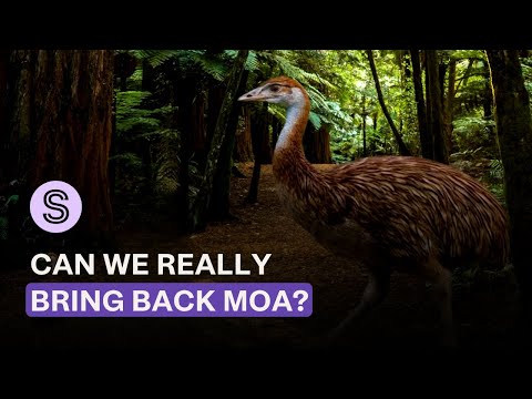 Learning about Moa and De-extinction – The Manaiakalani Network Blogging