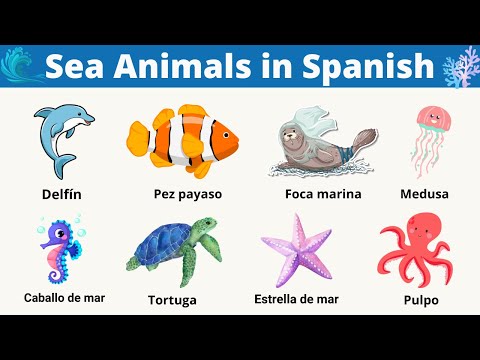 Sea Animals Vocabulary in Spanish
