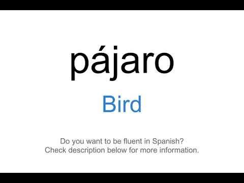 How to say "Bird" in Spanish | pájaro