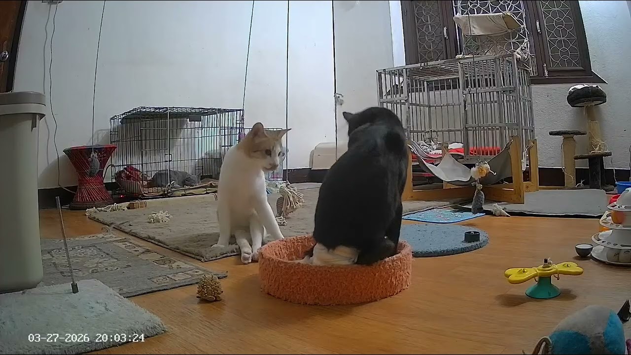 Highlights from the Special Needs Kitten Room ( 28th Mar , 2026 ) #catsofyoutube @WhiskerHouse