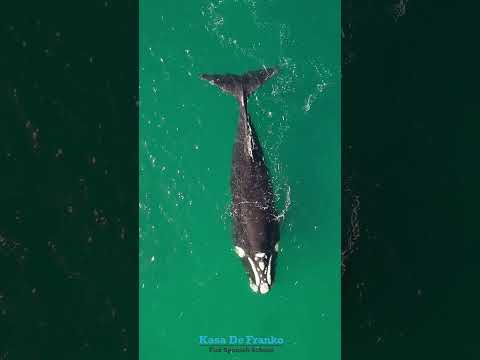 Word of the day: Ballena - Whale