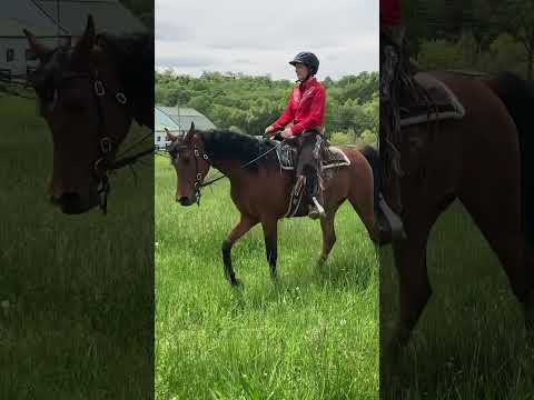 Arabian Horse For Sale in Kentucky #arabianhorse #equestrian #arabians www.SECarrEquestrian.com