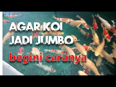 1 JUTA VIEWS  | Membuat Koi Menjadi Jumbo | Tutorial Kolam Koi (21)