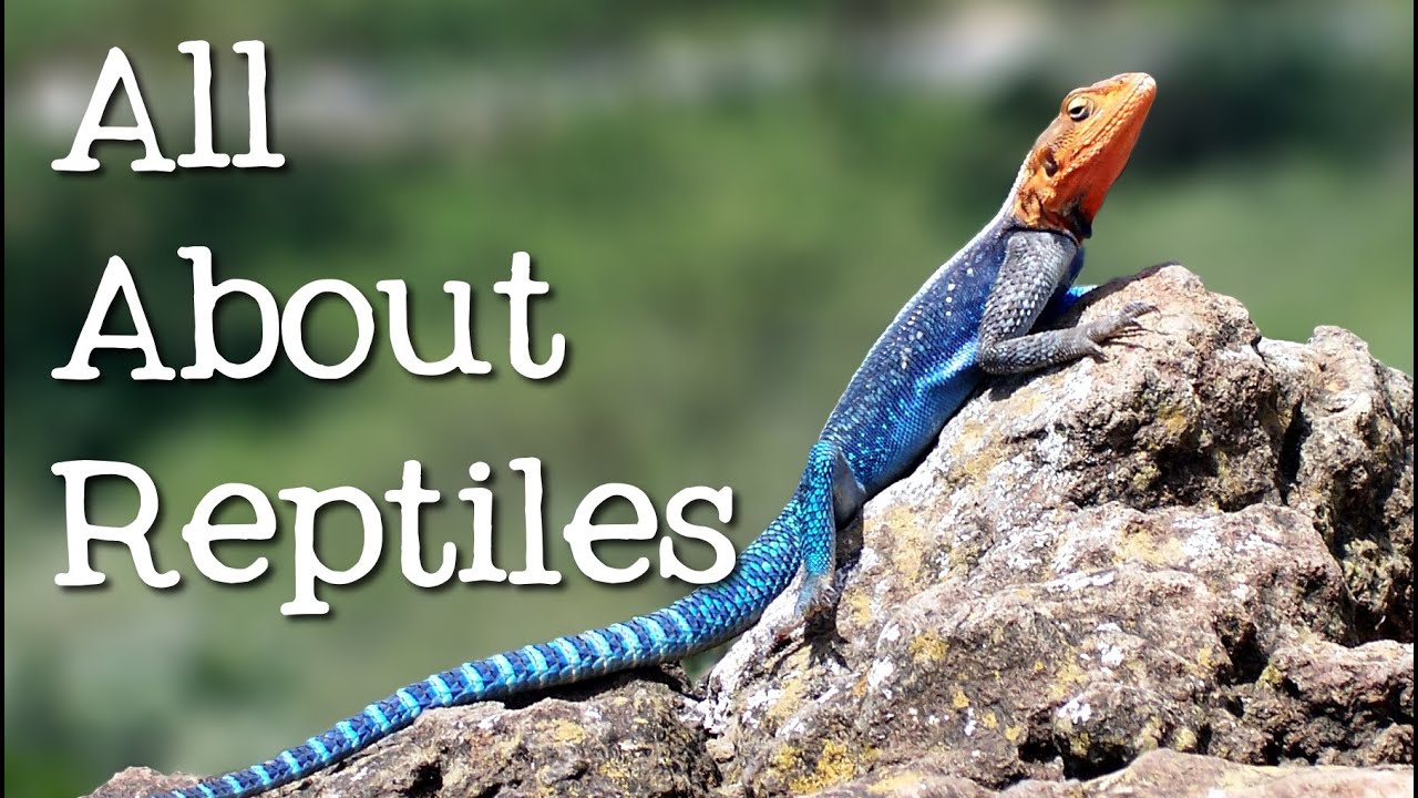 All About Reptiles: What Makes it a Reptile? - FreeSchool
