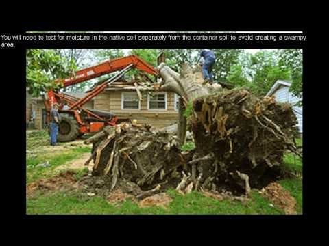 Tree trimming in minneapolis mn | Minneapolis Tree Services