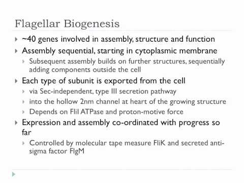 Bio305 Lecture on the Bacterial Flagellum