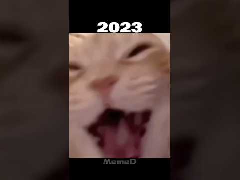 Laughing Cat memeπ #shorts #memes #cat