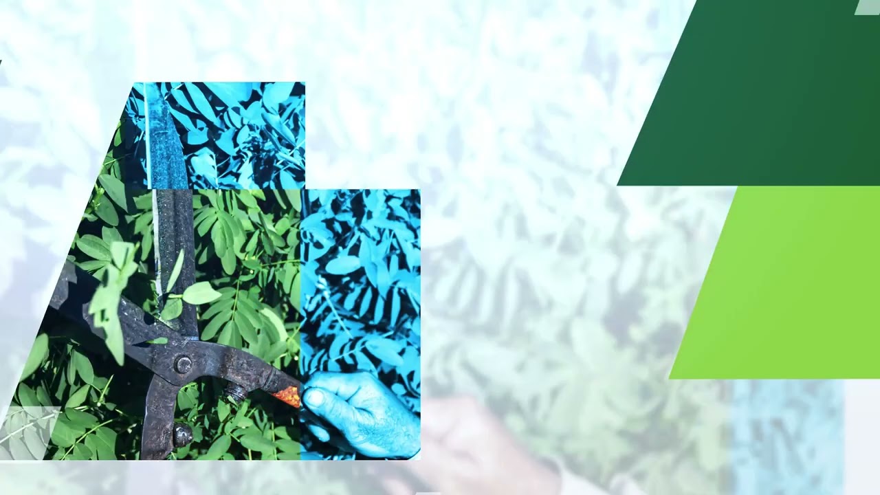 Master Of Tree Care Services INC