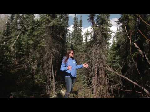 The Boreal Forest