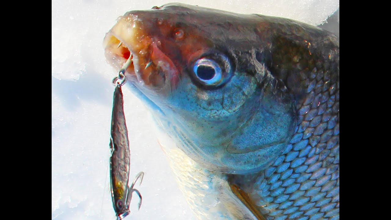 Whitefish Tips and Techniques