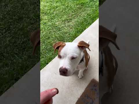 Dog for adoption - Buster Morris Super Model Star, a Pit Bull Terrier ...