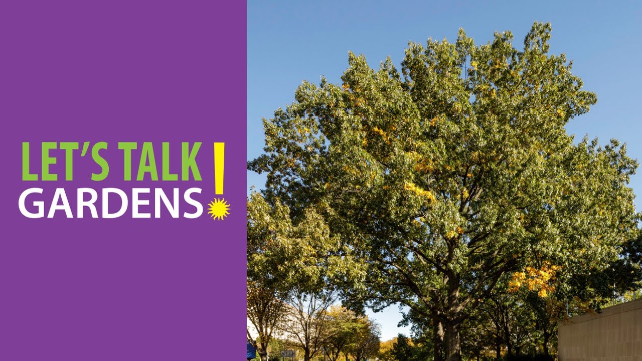 Revolutionize Your Tree Pruning: Learn to Prune Better and Speak for the Trees