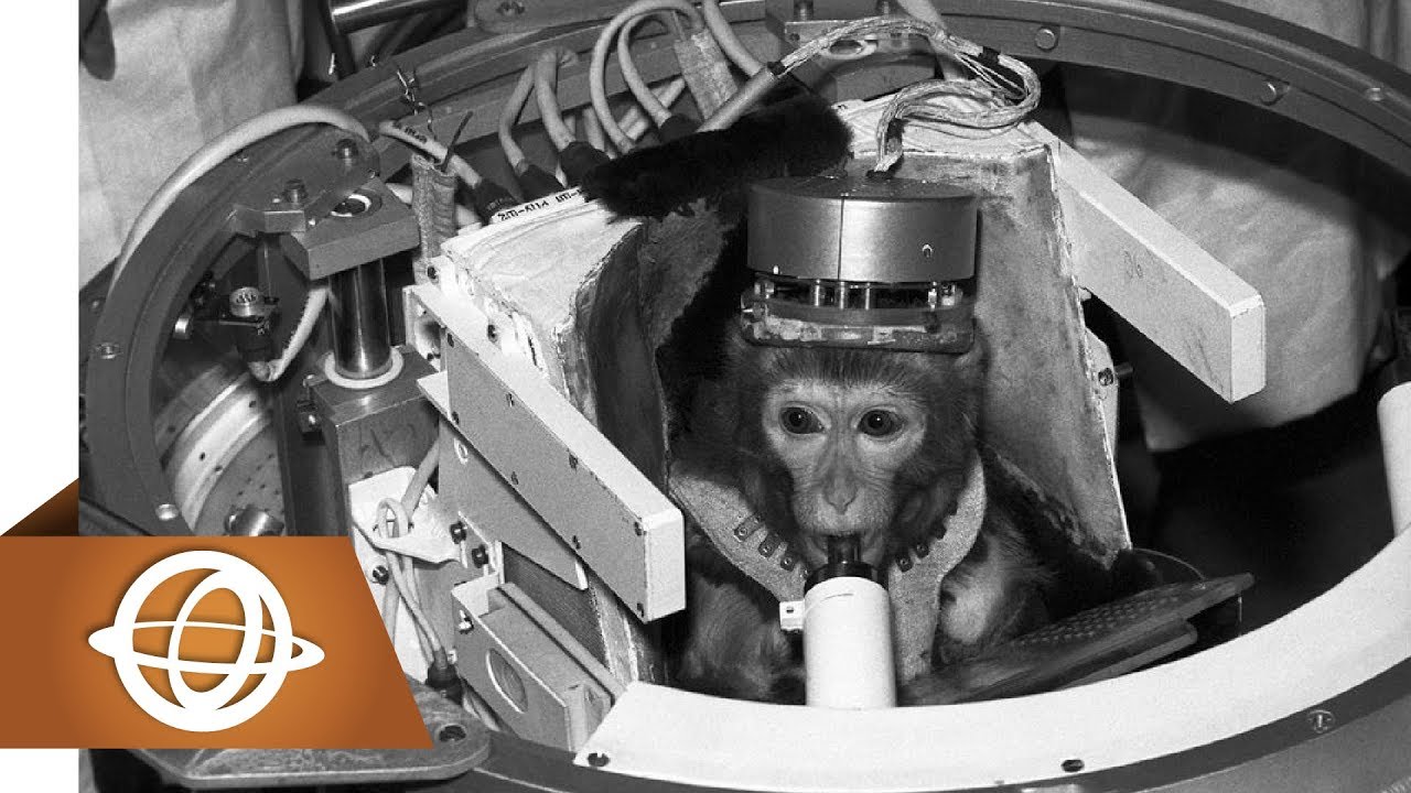10 Famous Animals That Went Into Space