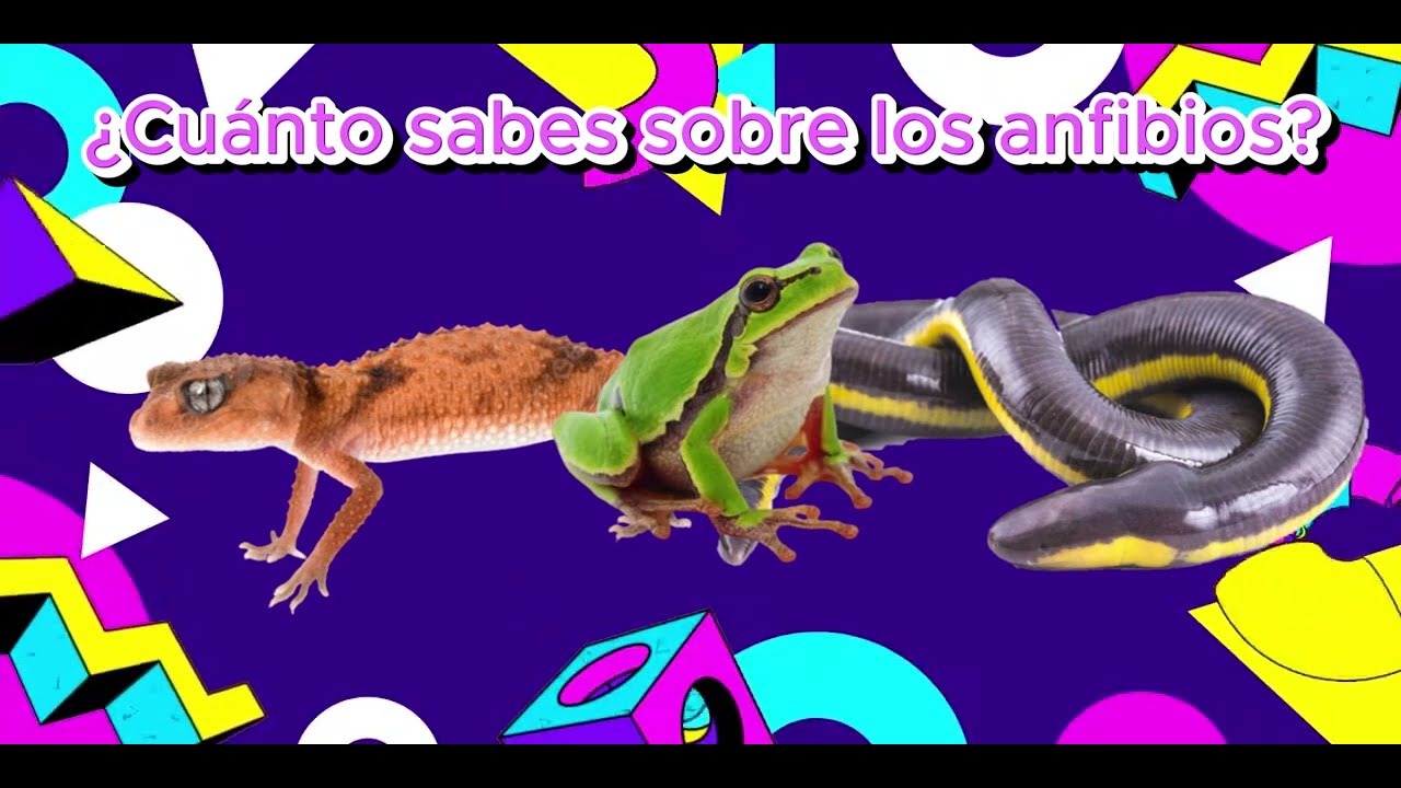 ¿Cuánto Sabes?  QUIZ SOBRE LOS ANFIBIOS 🐸   21 PREGUNTAS  🌎🧠