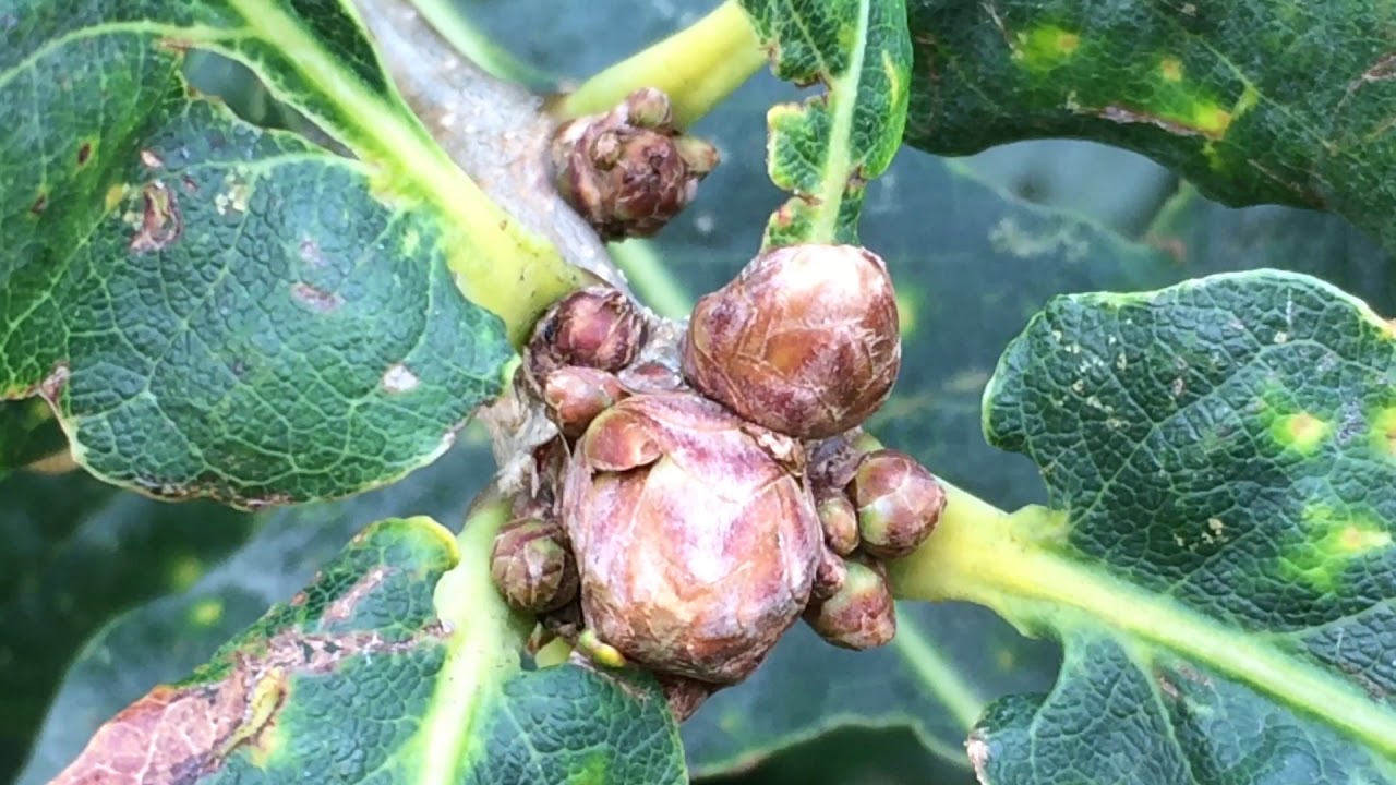 English Oak (Quercus robur) - buds close up - September 2017