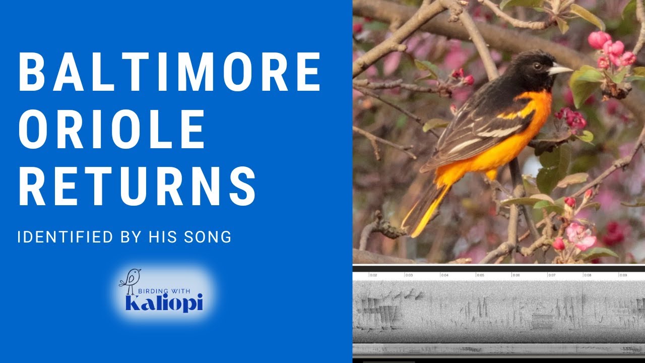 “He’s Back! Same Baltimore Oriole Returns 4 Years in a Row — Proven by His Song 🎶🧡”