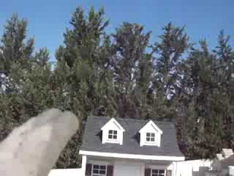 How to trim a Cypress in Encinitas - Pro Trees Arborist, Cypress pruning.