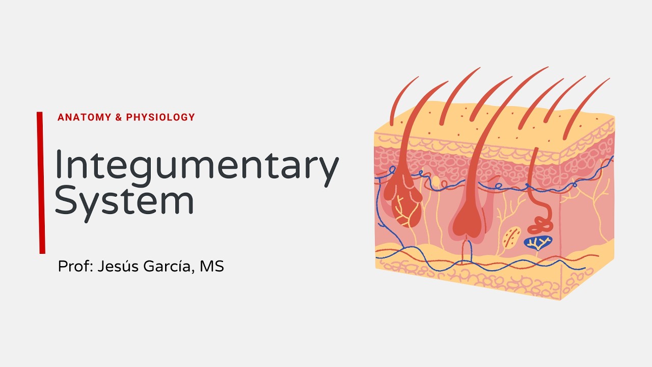 5. Integumentary System