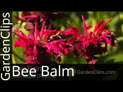 Bee Balm - Monarda didyma - How to grow Bee Balm