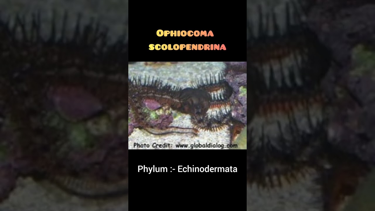 Exploring the Classification and Commentary on Ophiocoma scolopendrina