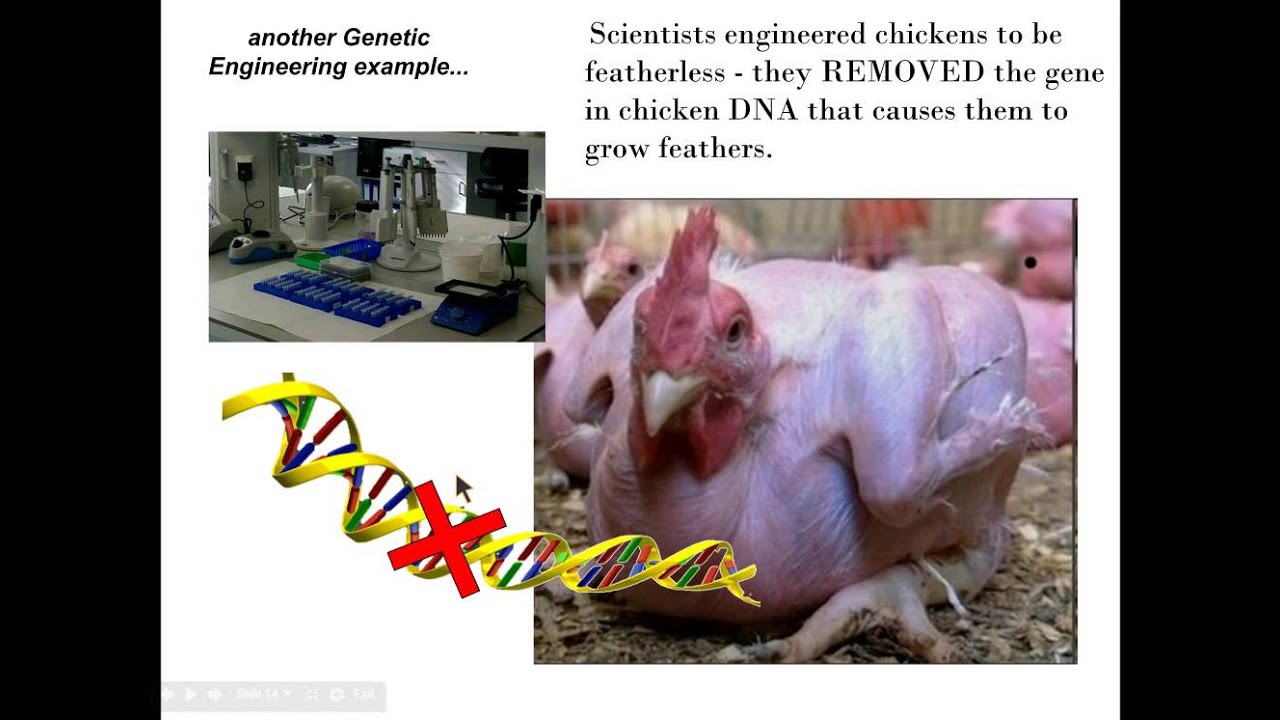Genetic Engineering vs. Selective Breeding (2015 - trimmed)