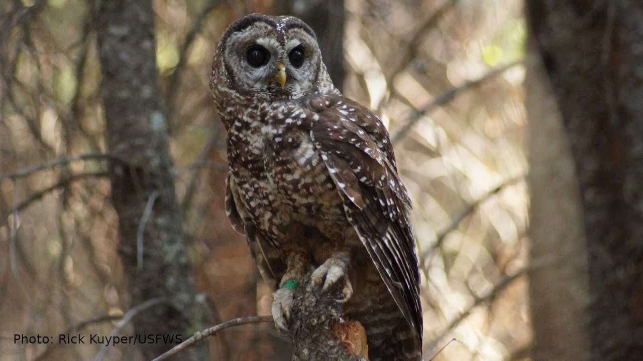 Spotted Owl Conservation | Bird Science & Conservation Webinar