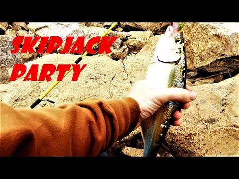 Skipjack Shad 🎣 Let's catch some catfish bait!