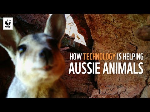 How Technology Helps Protect Aussie Animals | WWF-Australia