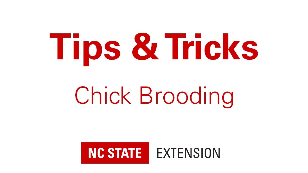 Chick Brooding Tips & Trips