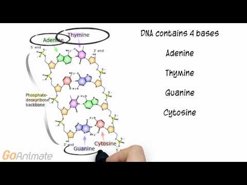 DNA and RNA Structure for Anatomy and Physiology