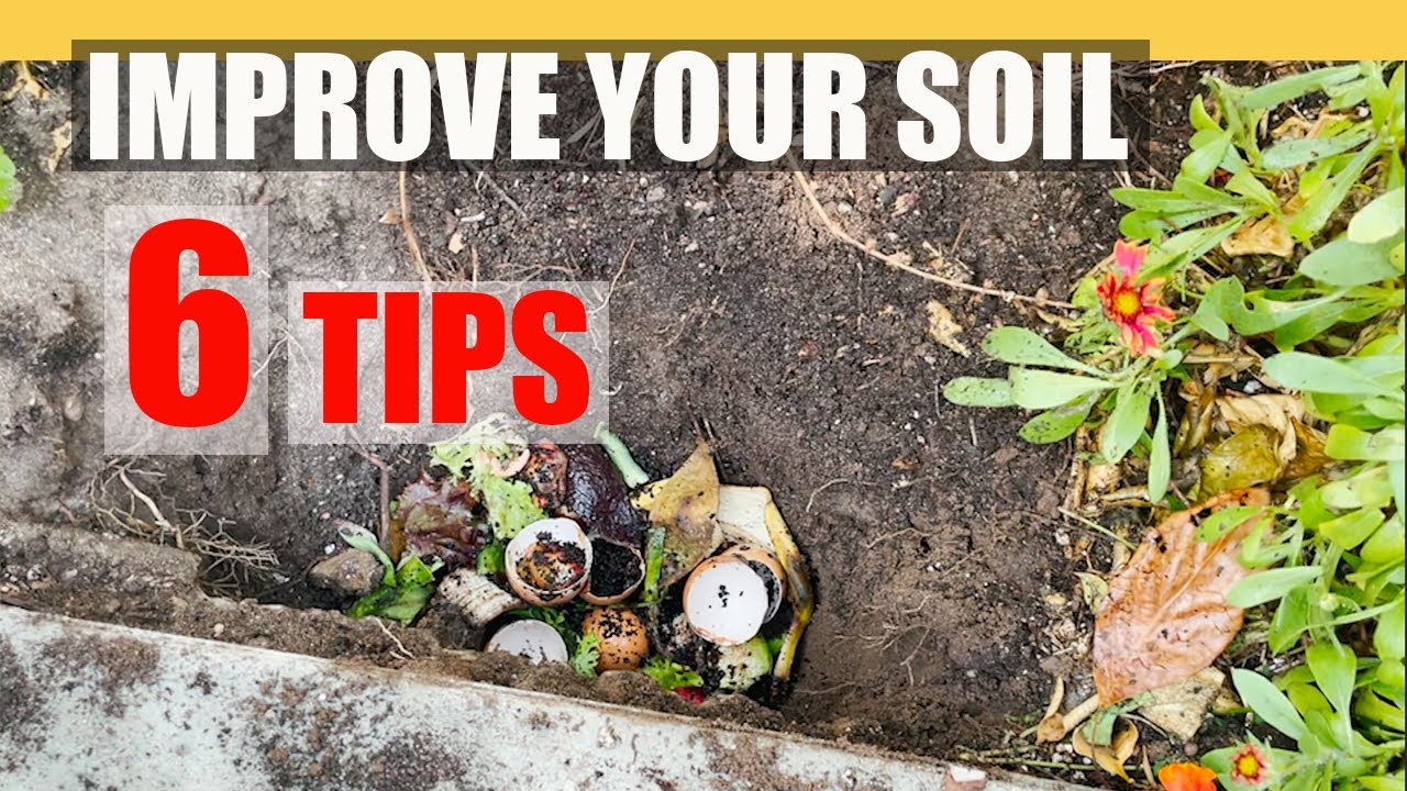 (6) TIPS | How to Improve Existing SOIL around FRUIT TREES & garden beds