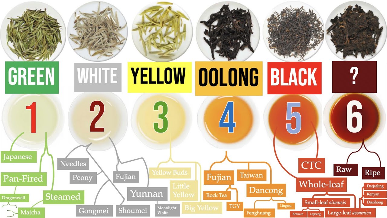 Discover the 6 Tea Types and a WORLD of Awesome Tea Sub-Types | Masterclass on Tea Ch. 1 of 8
